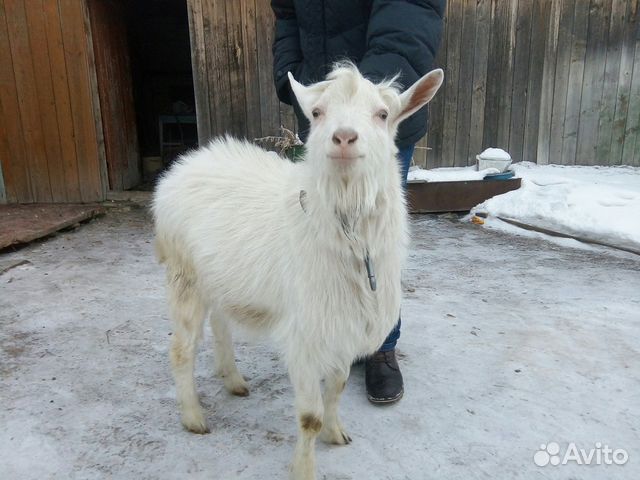 Комолый козел