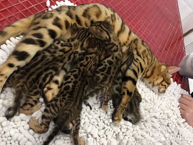 Бенгальская