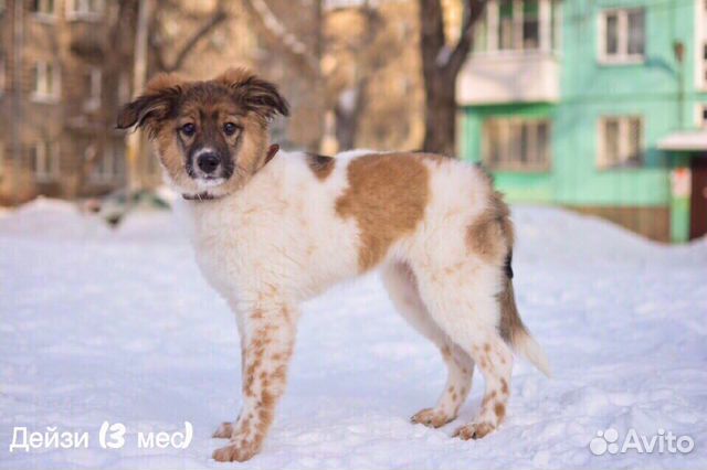 Дейзи (5 мес), очаровательная девочка