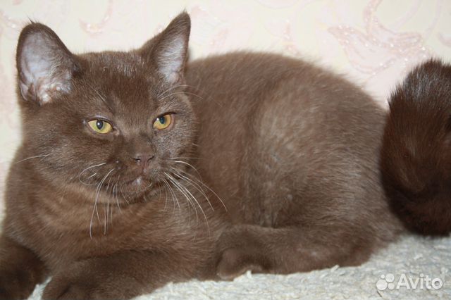 Британский котёнок из питомника