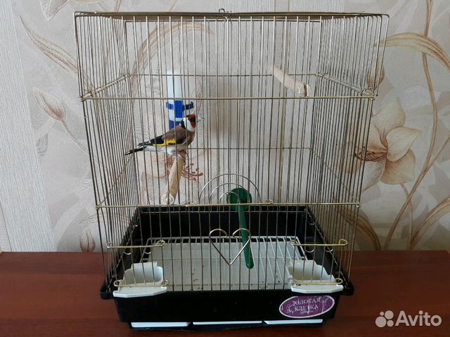 Поющий щегол с клеткой