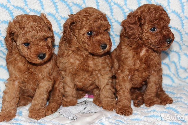 Той пудель щенок