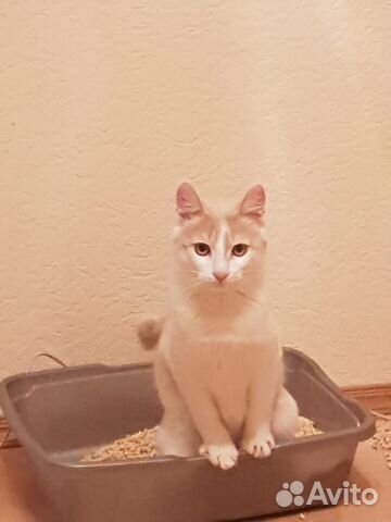 Умный кастрированный Рыжик 6 мес