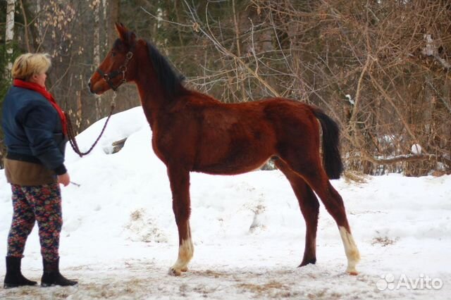 Голштинский жеребчик от лицензированного жеребца