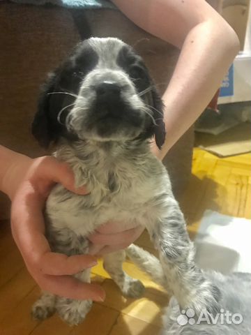 Помесь спаниеля русского, 3 девочки