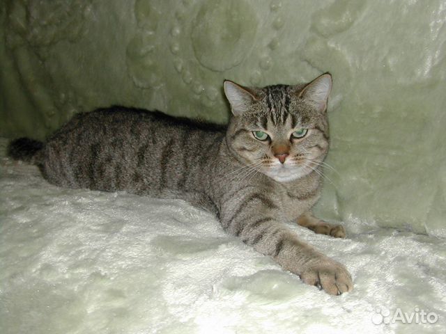 Кошечку нашли