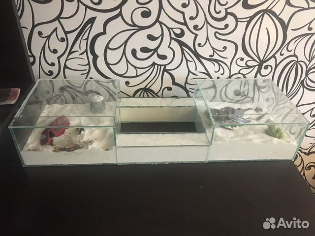 Аквариум/муравейник