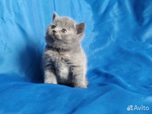 Милашки-Очаровашки