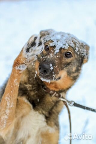 Ищет дом чудесный пес 2,5 года