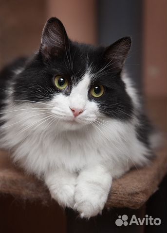 Любознательный котик Феликс