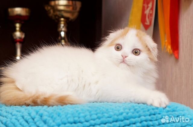 Шотландский вислоухий котенок