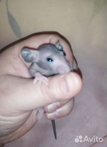 Крысята Сфинкс