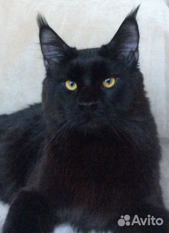 Котик 9 месяцев