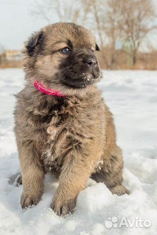 Герда ищет дом и семью