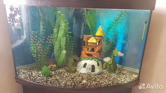 Аквариум (с рыбками, фильтром, декором)