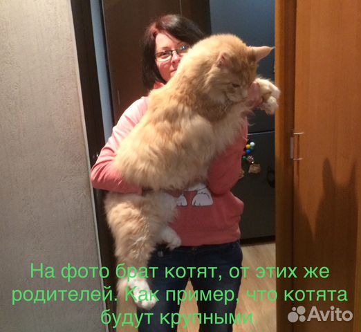 Мейн кун котята из пит-ка, от междунар. чемпиона