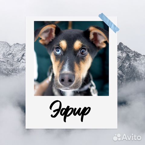 Сладкий мальчишка гетерохром метис хаски