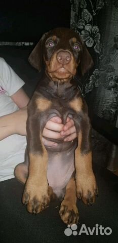 Доберман шоколадная девочка