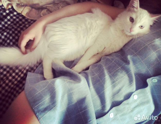 Отдам кота