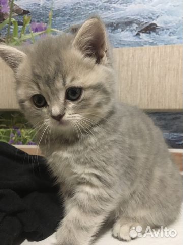 Шотландские шотята