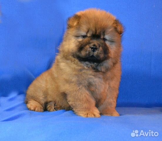 Чау-чау щенки