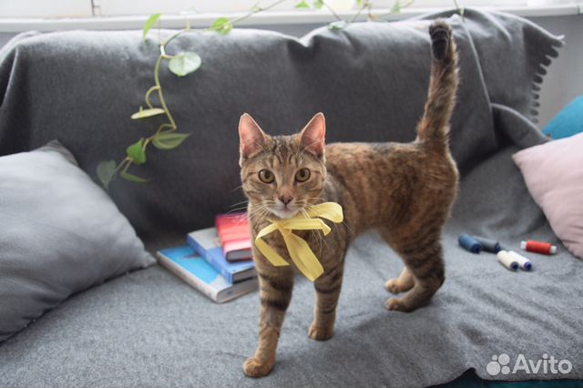 Кошечка Тоня 10 мес