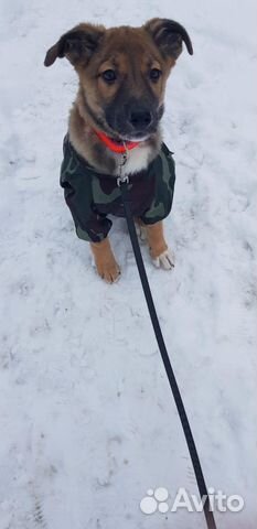 Чудесная Дарина ищет свой дом
