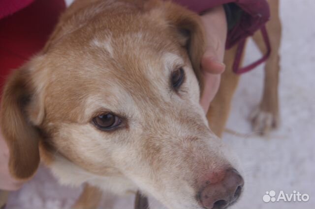 Кобель Марсель