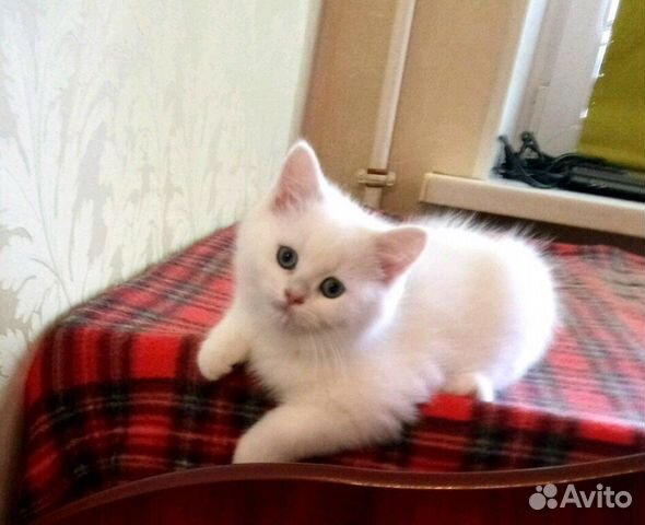 Голубоглазый британчик