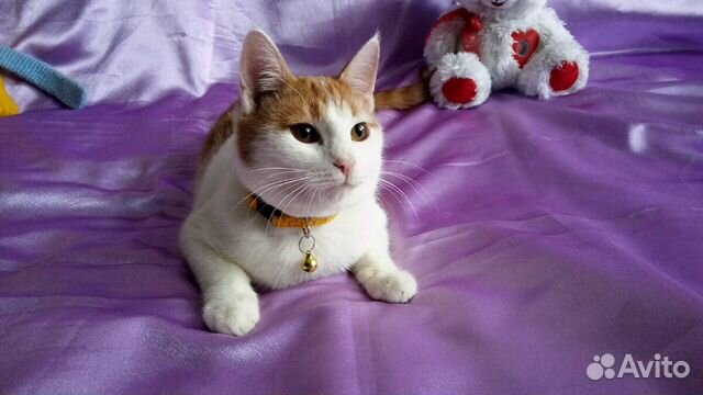 Котёнок