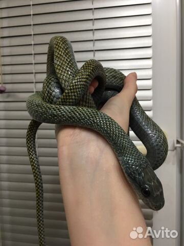 Островной кунаширский полоз