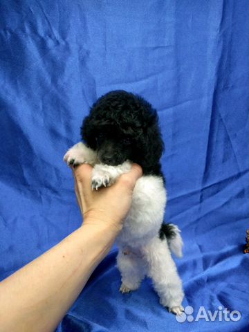 Щенки той арлекина