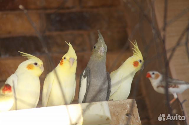 Продаются молодые кореллы