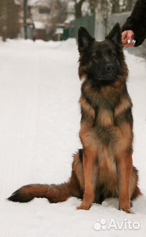 Аля ищет дом