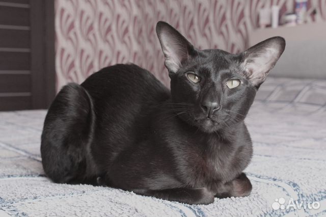 Ори-счастье в дом