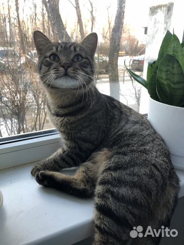 Кошачий вечный двигатель в добрые руки