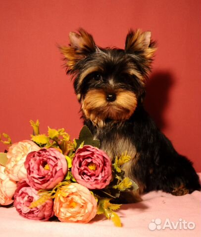 Красивая малышка