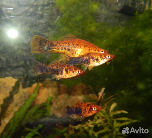 Меченосец берлинский