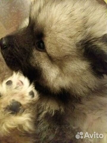 Щенок Вольфшпиц