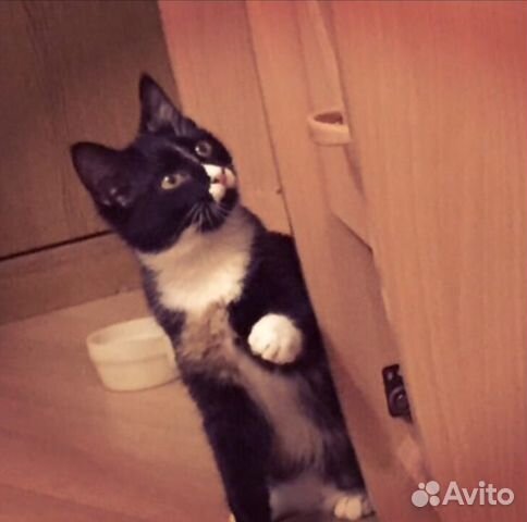 Котёнок Машенька 4 месяца в добрые руки