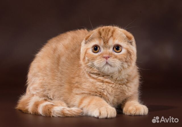 Шотландский вислоухий котик красного окраса