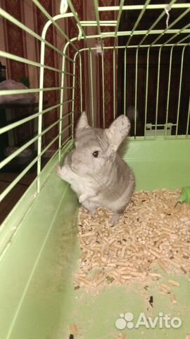 Вязка шиншилл