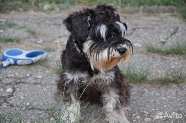 Цвергшнауцер на вязку