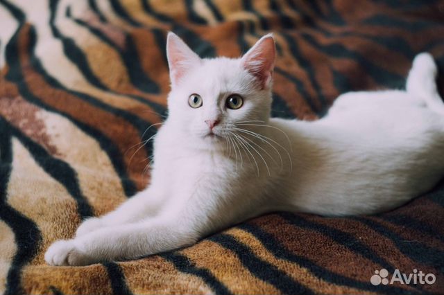 Красивый белый котик Пломбир - 5 мес. в дар