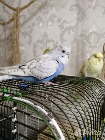 Птенец волнистого попугая мальчик