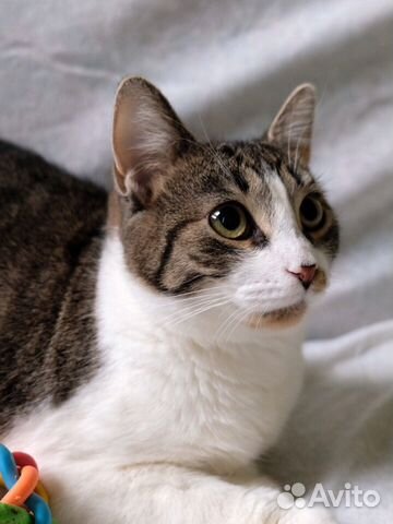 Кошечка 8 месяцев умница и ласкуша