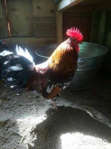 Бентамка сицевая семья