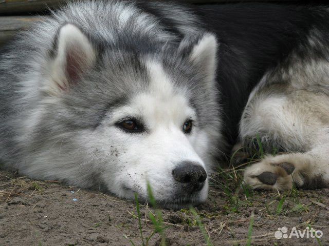 Сибирский хаски