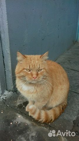 Рыжик в добрые руки