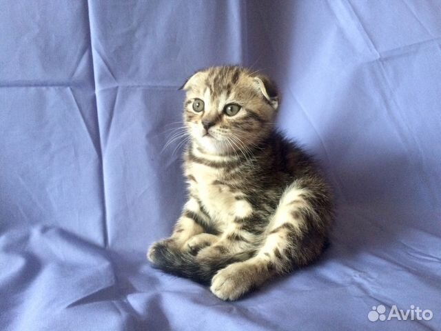 Шотландские котята